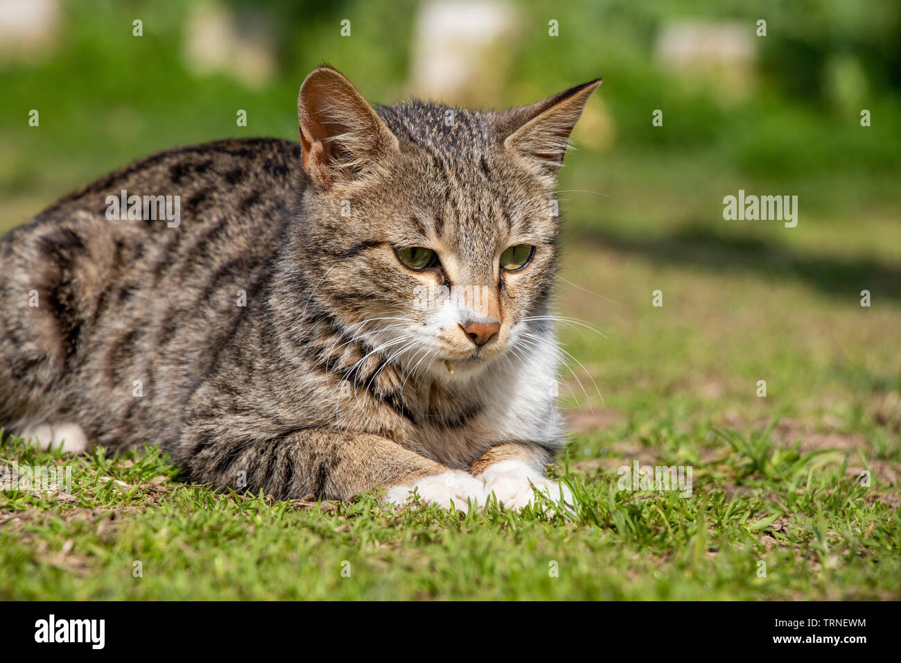 Cat Staring Intensely into the Camera Stock Photo - Alamy