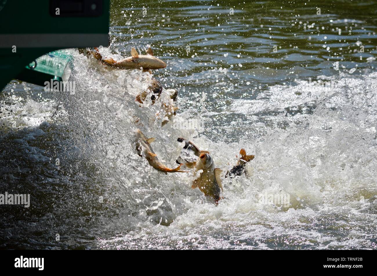 Pisciculture fish hi-res stock photography and images - Alamy
