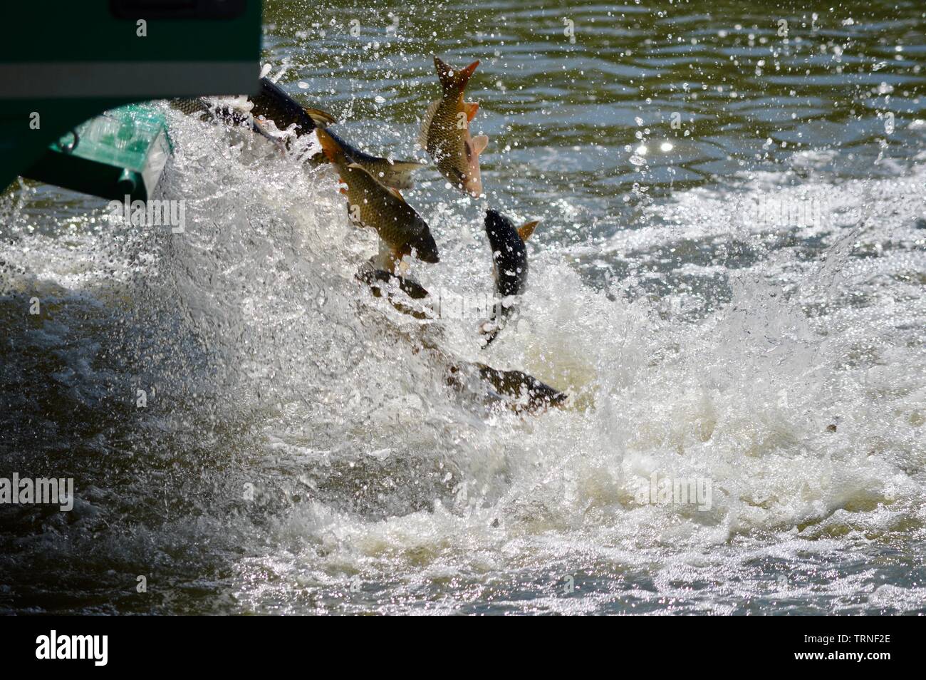 Pisciculture fish hi-res stock photography and images - Alamy