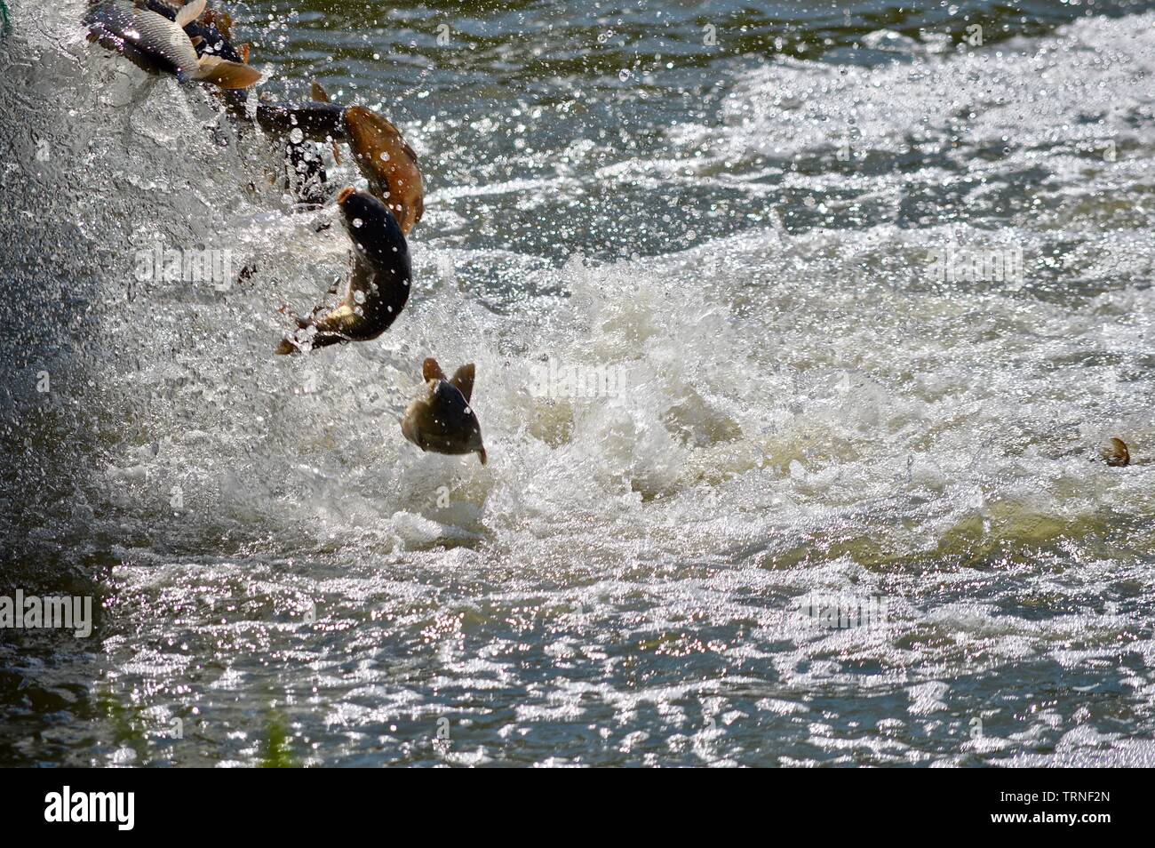 different fresh fish being released from a trunk into the lake to be ...