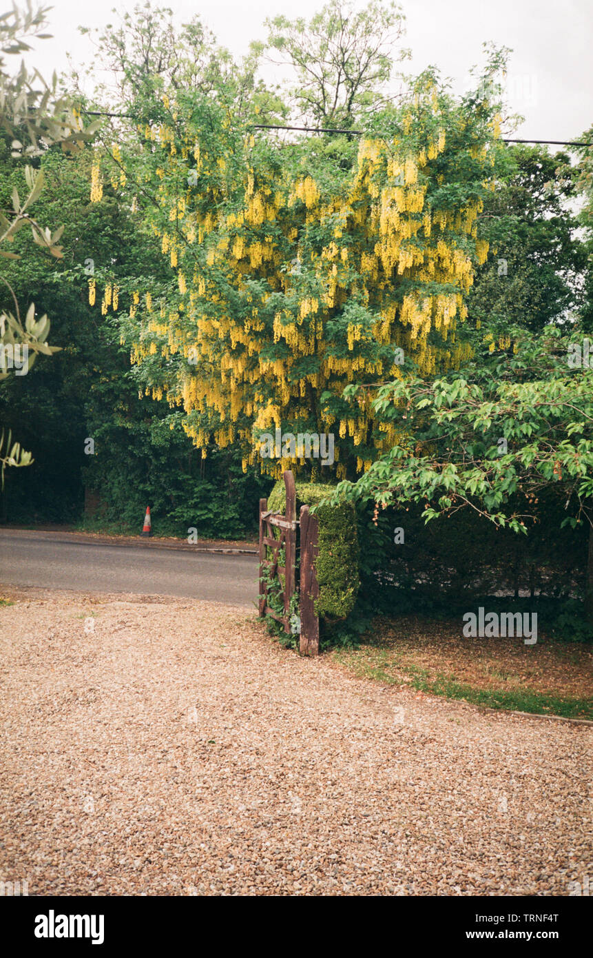 Laburnum Tree High Resolution Stock Photography and Images - Alamy
