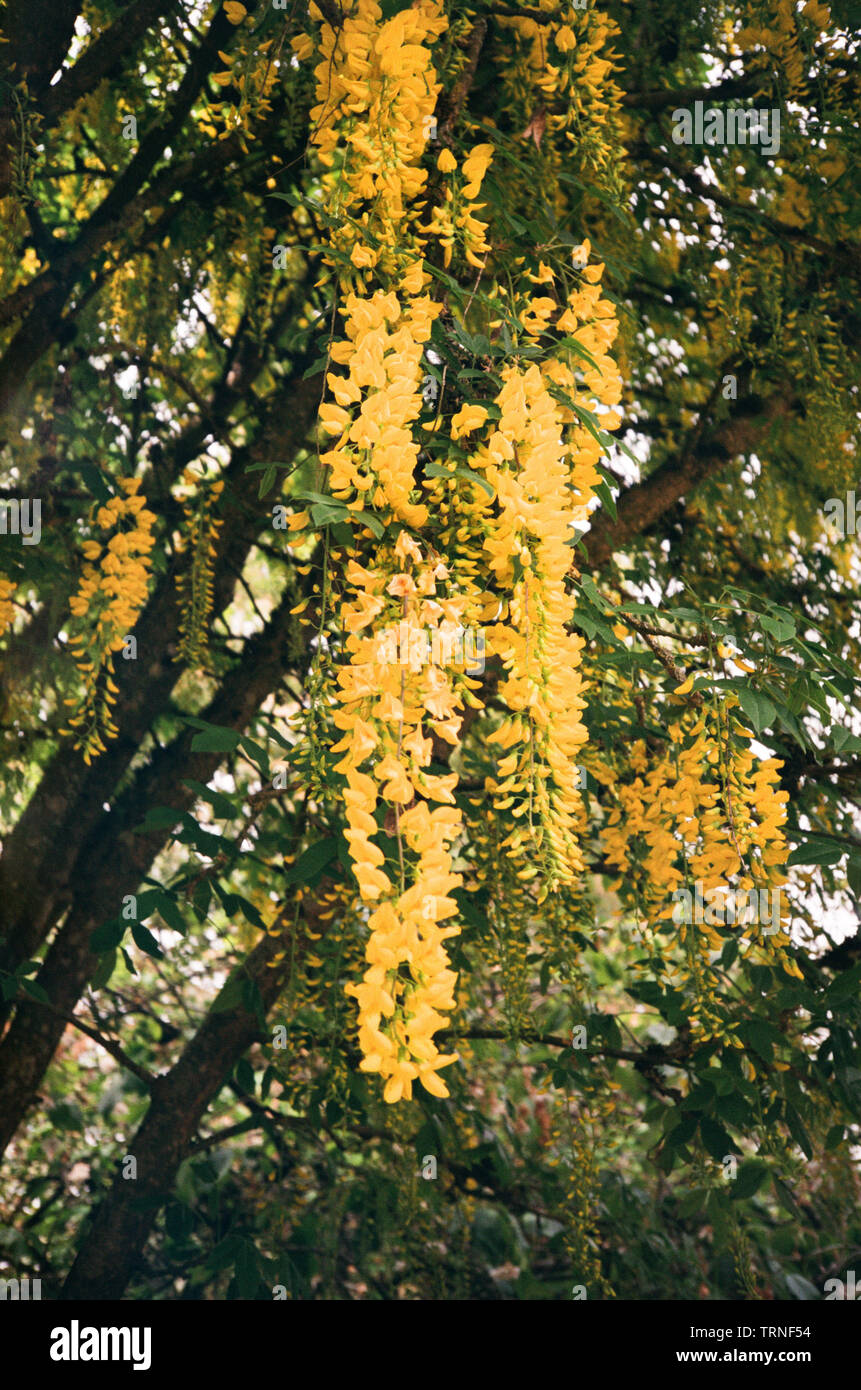 Yellow Laburnum tree also know as a golden chain tree. Hampshire ...