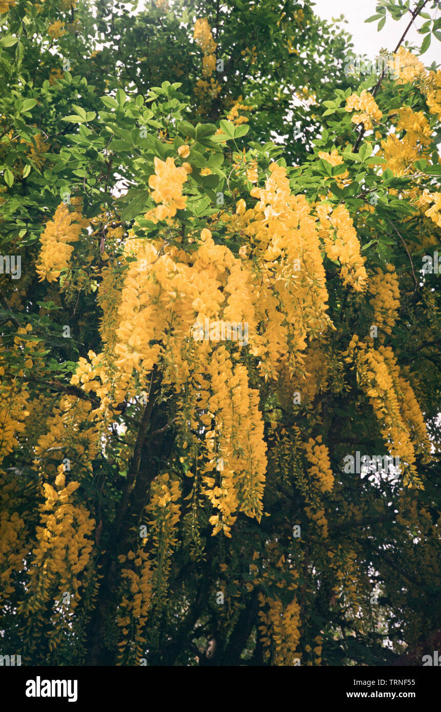 Yellow Laburnum tree also know as a golden chain tree. Hampshire ...