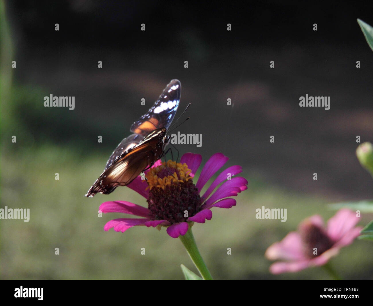 Multiple butterflies flying hi-res stock photography and images - Alamy