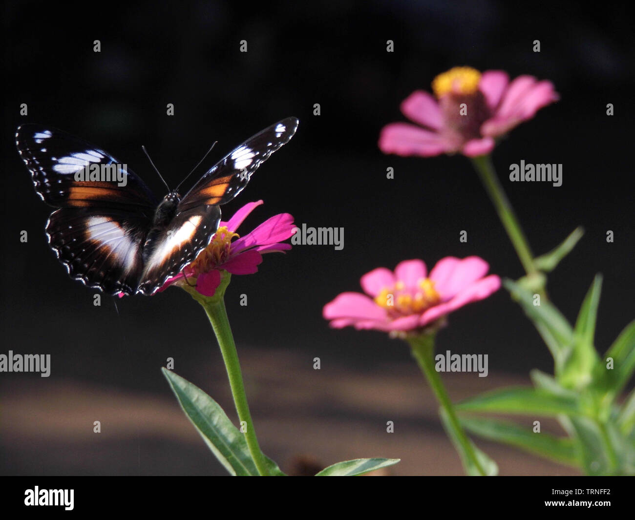 Multiple butterflies flying hi-res stock photography and images - Alamy