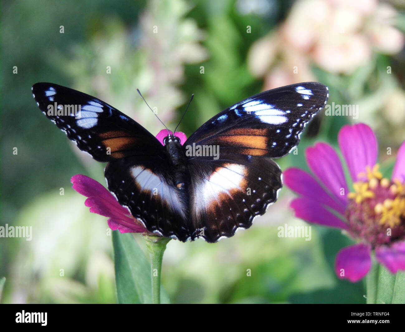 Multiple butterflies flying hi-res stock photography and images - Alamy