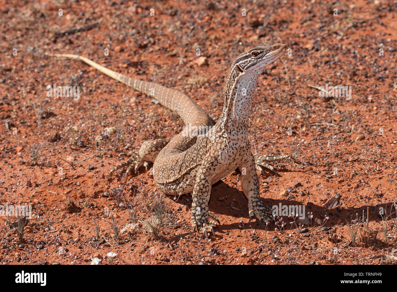 Goulds sand goanna hi-res stock photography and images - Alamy