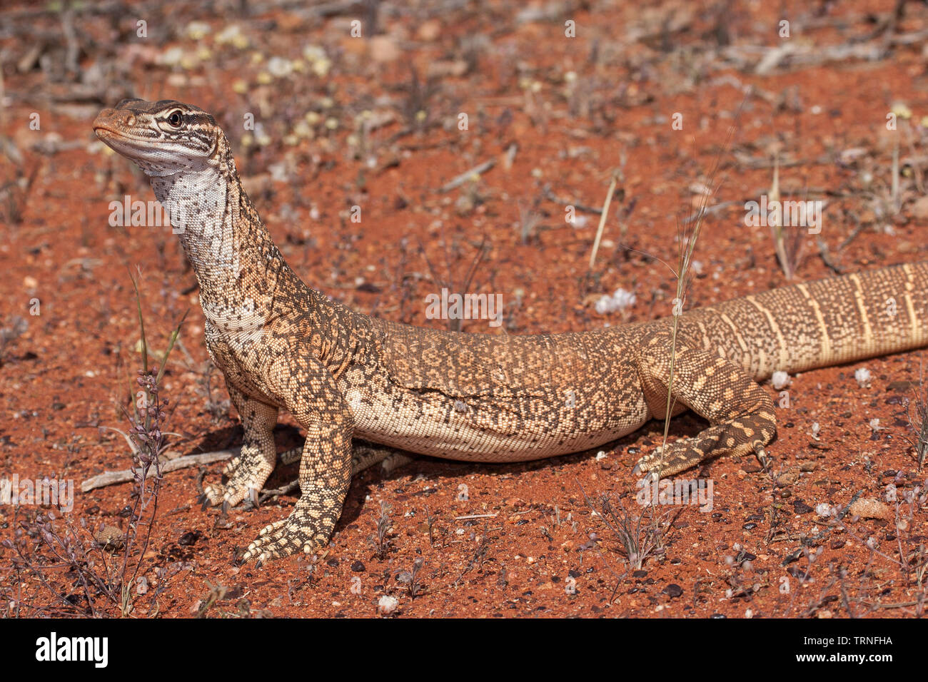 Goulds Monitor Lizard Varanus Gouldii High Resolution Stock Photography ...