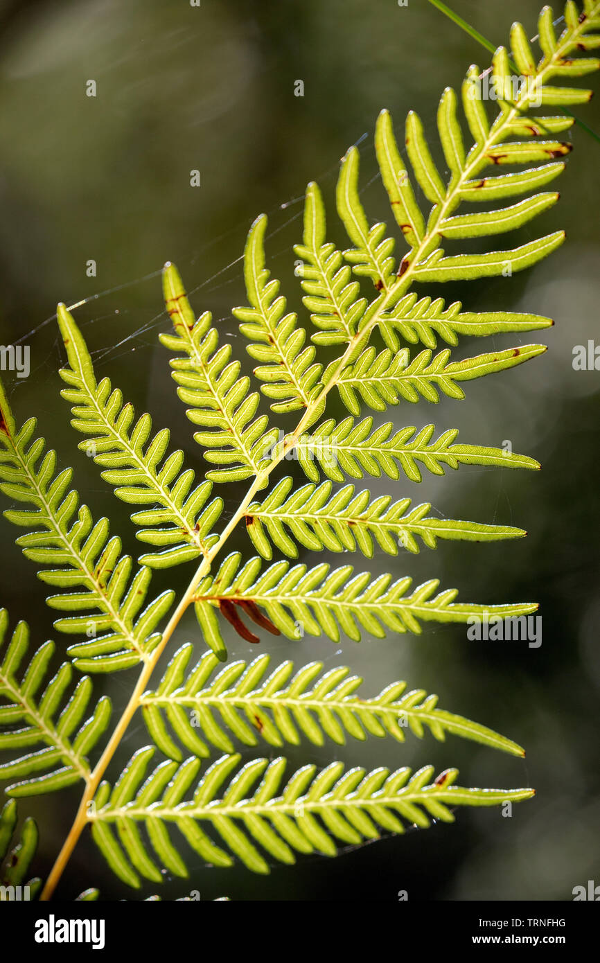 Bracken fern pteridium esculentum hi-res stock photography and images ...