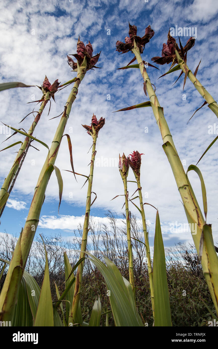 Gymea lily hi-res stock photography and images - Alamy