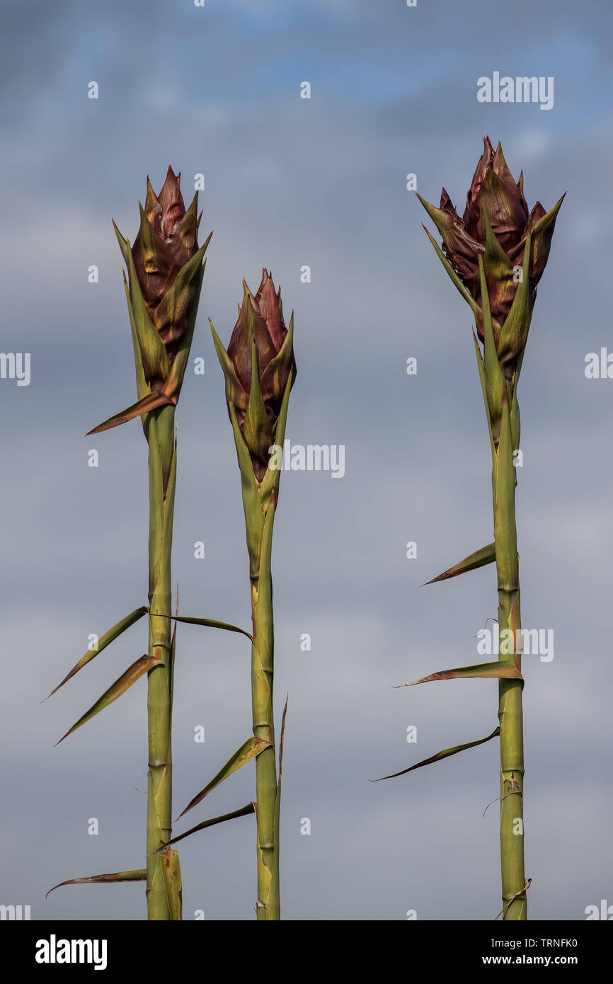 Gymea lily hi-res stock photography and images - Alamy