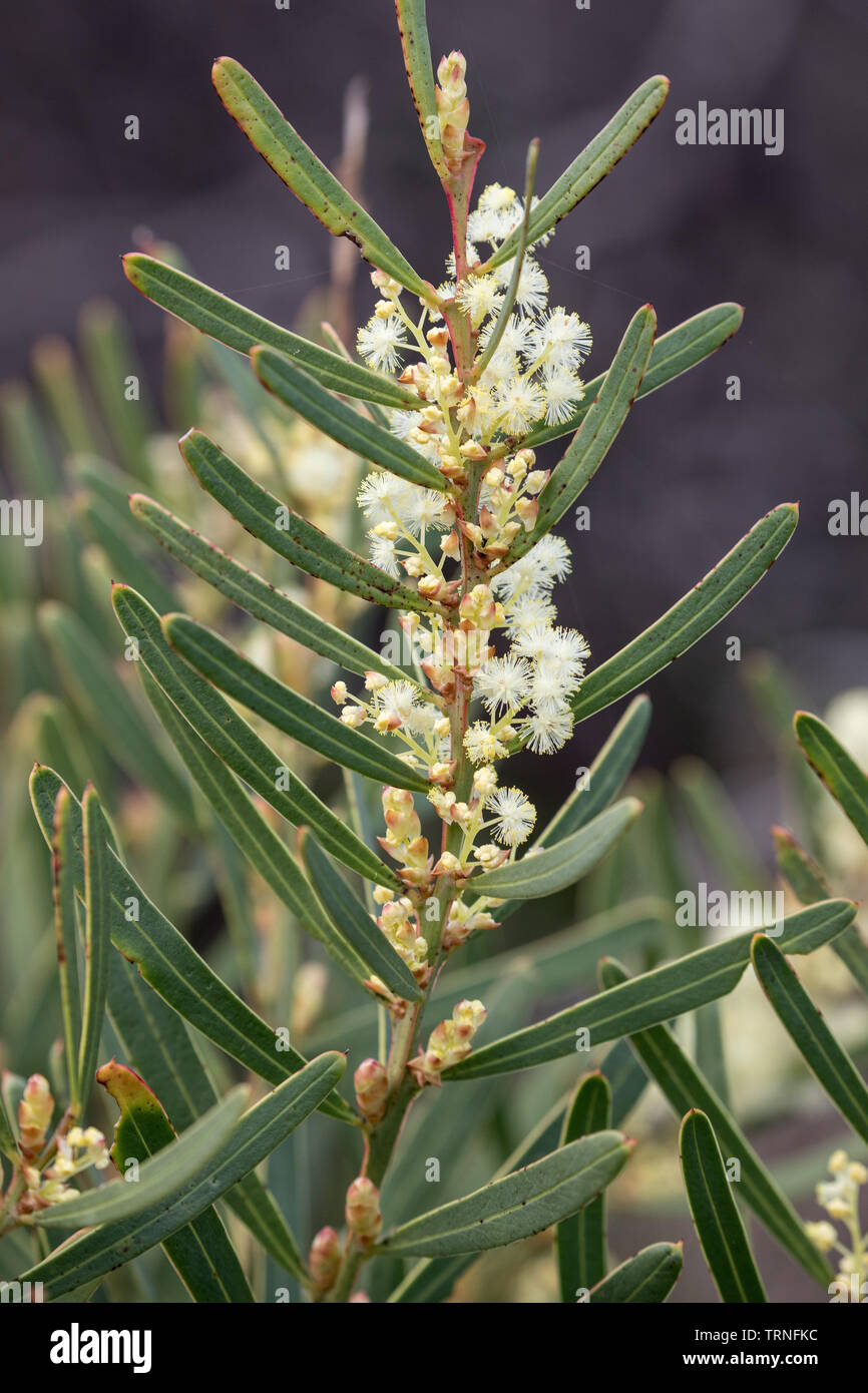 Wattle flower hi-res stock photography and images - Alamy