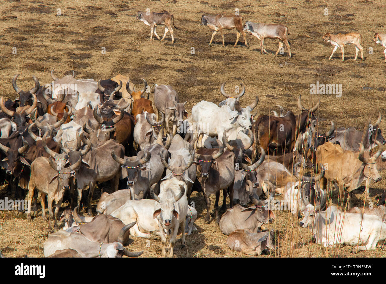 India cow farms hi-res stock photography and images - Alamy