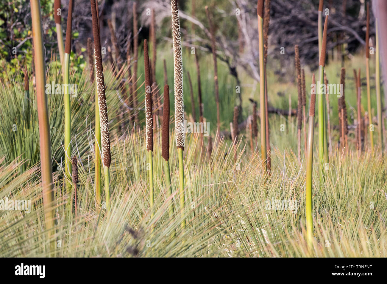 Xanthorrhoea resinifera hi-res stock photography and images - Alamy
