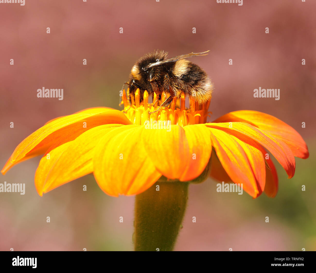 A worker Buff-tailed Bumblebee (Bombus terrestris) buries its head in a ...