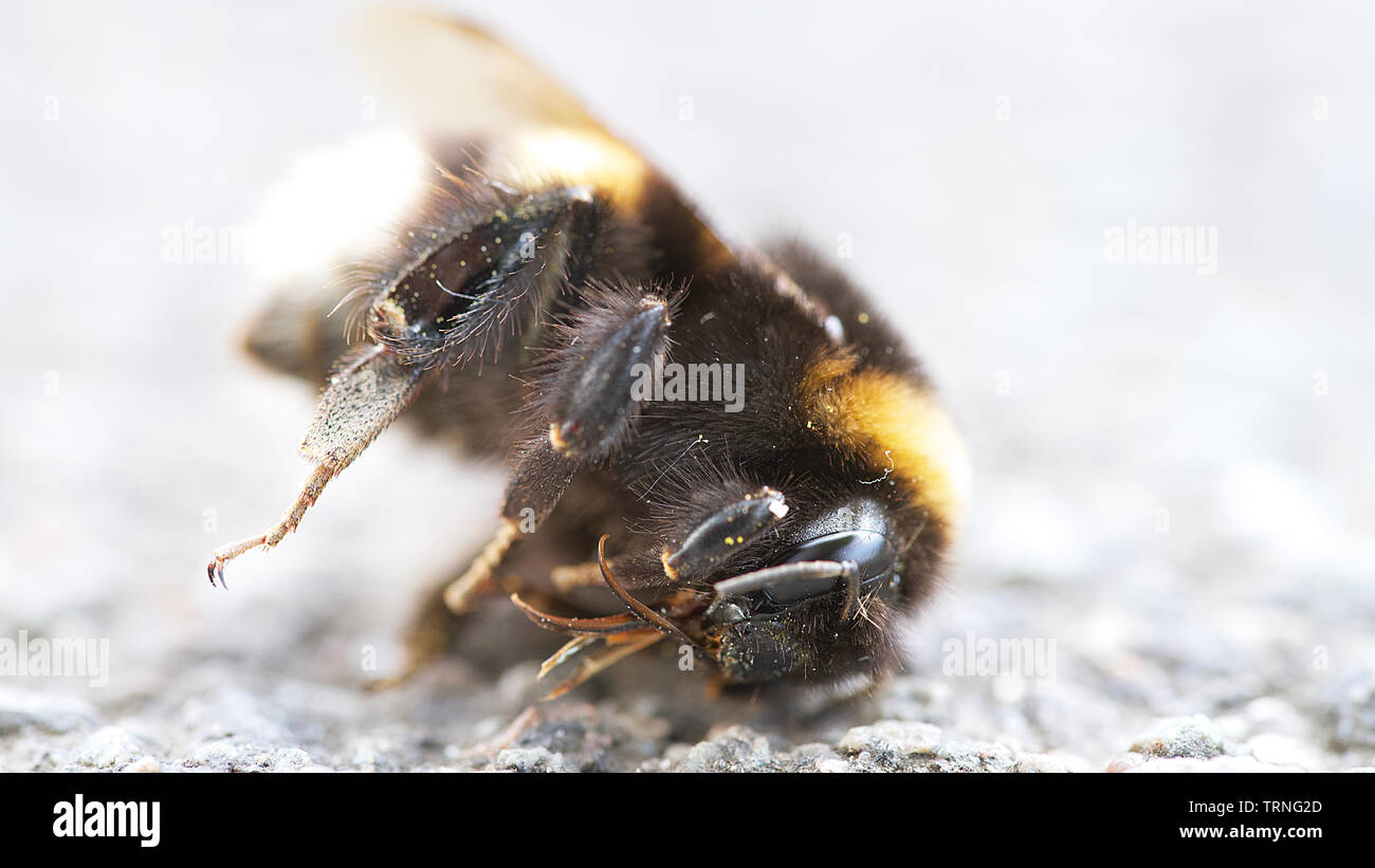Dead bumblebees hi-res stock photography and images - Alamy