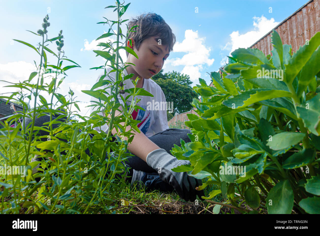 A young boy helping doing weeding, gardening outside in the garden ...