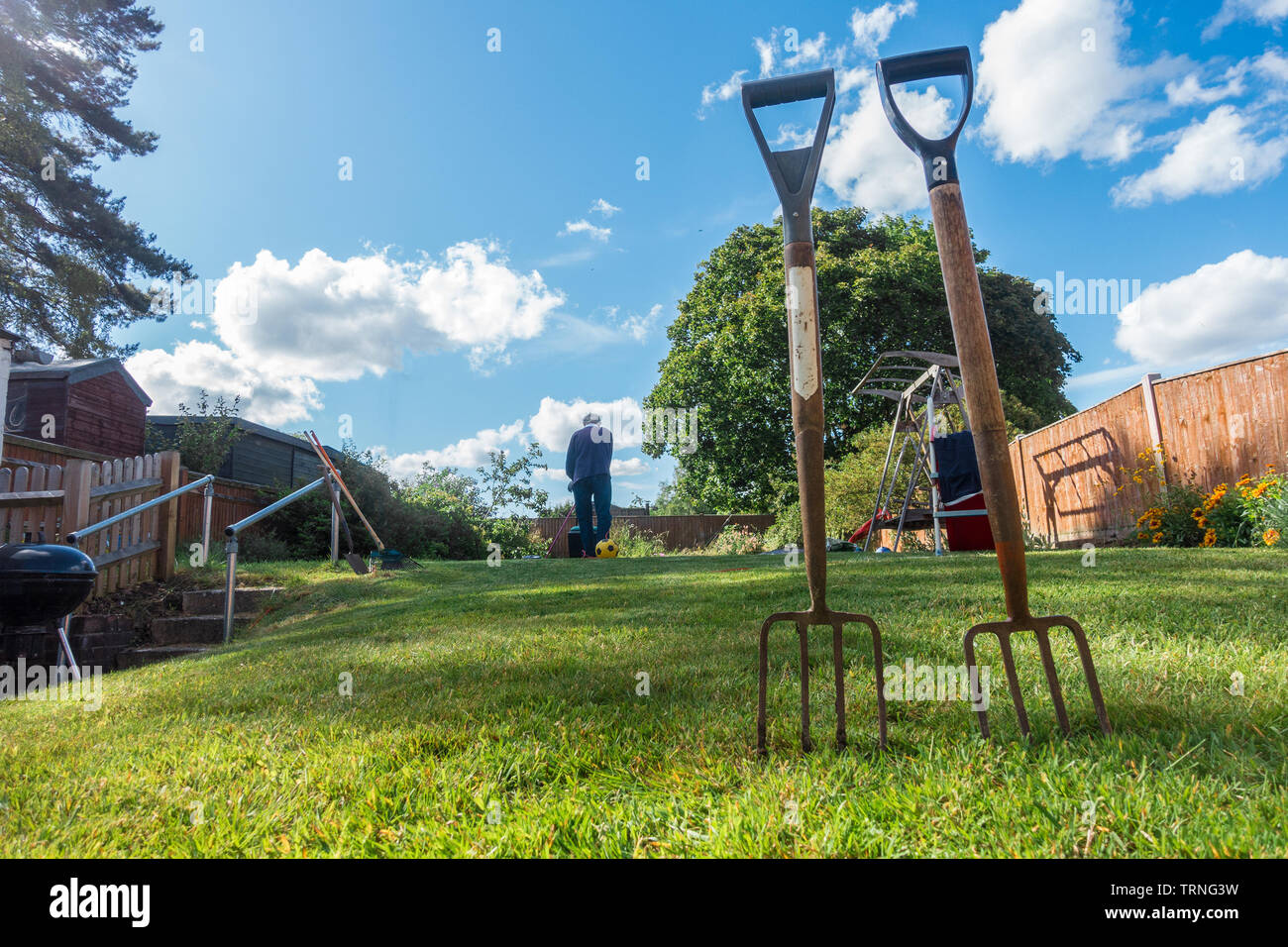 Garden forks pushed into a garden lawn as a man mows the lawn in the ...