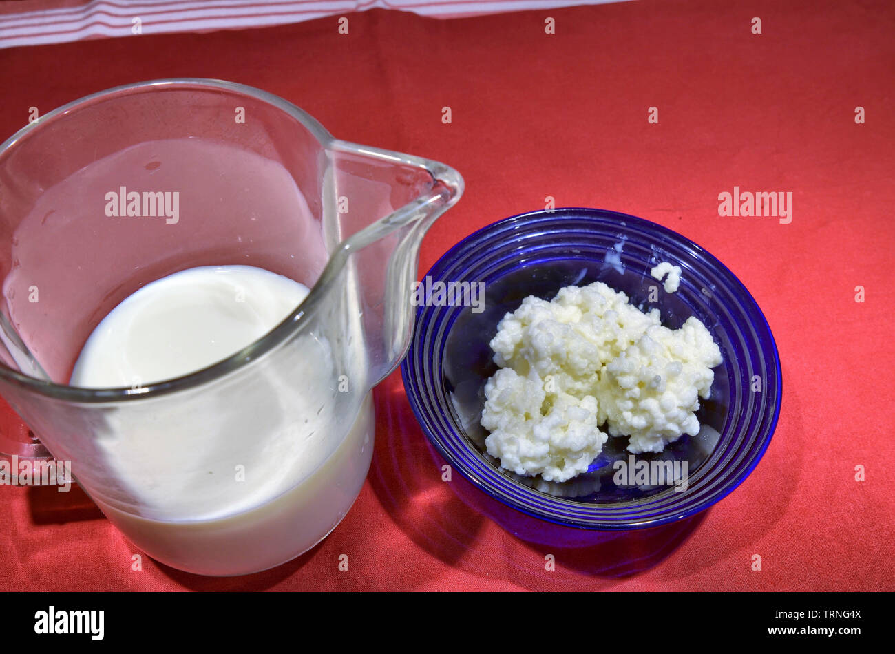 Preparation of milk kefir. On the table a bowl full of Kefir granules ...