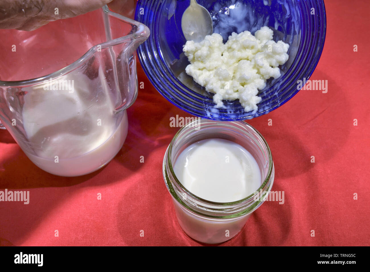 Preparation of milk kefir. Kefir granules are poured into the glass jar ...