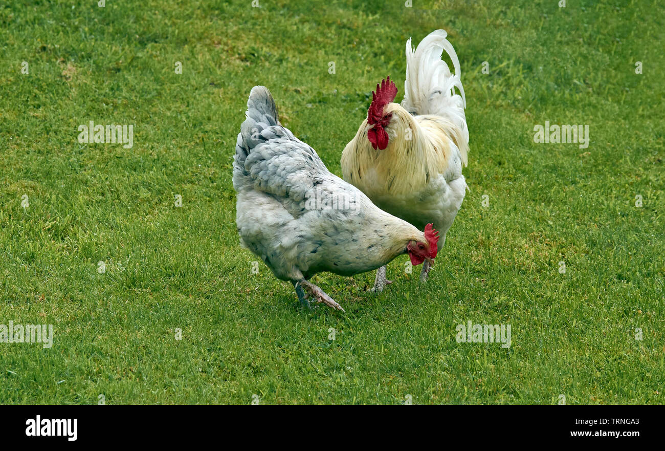 COCKEREL AND HEN FREE RANGE ON GRASS Stock Photo - Alamy