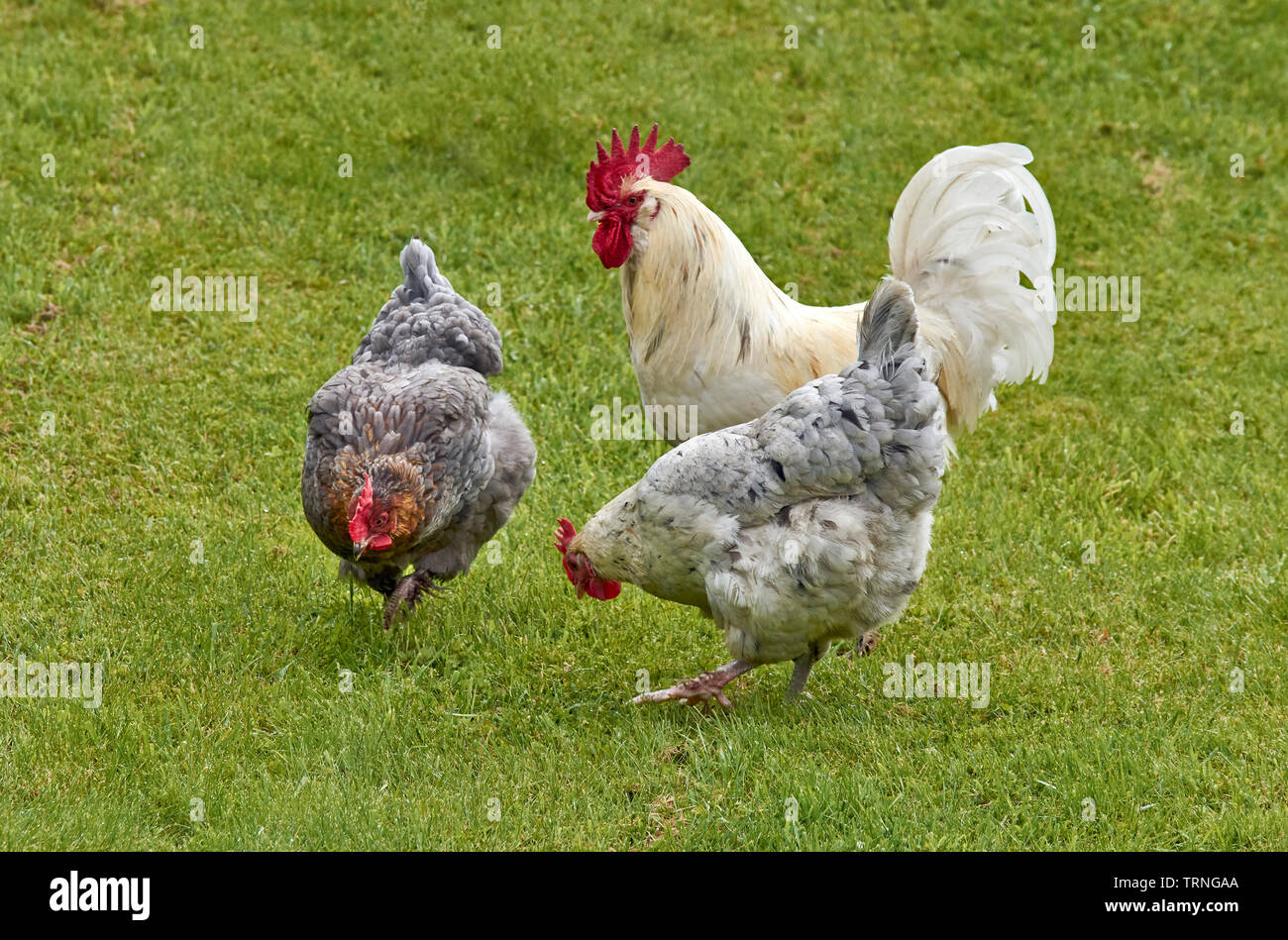 COCKEREL AND TWO HENS FREE RANGE ON GRASS Stock Photo - Alamy