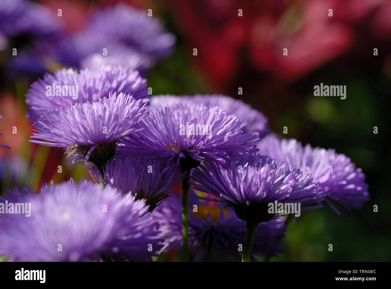 Blue dacha hi-res stock photography and images - Alamy