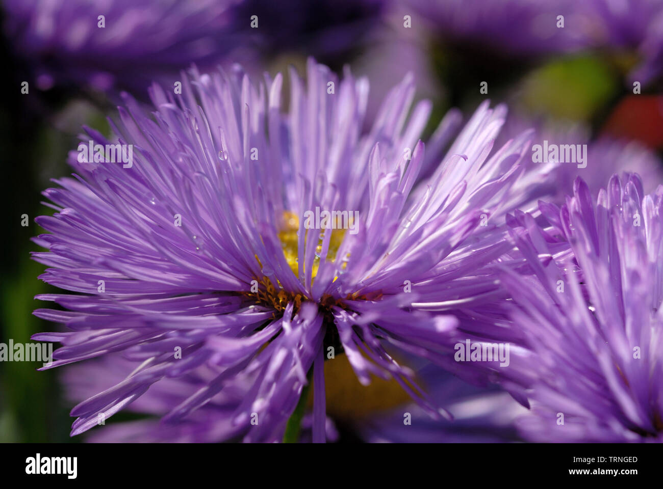 Blue dacha hi-res stock photography and images - Alamy