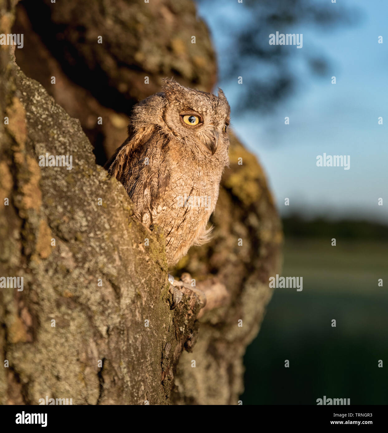 Little owl in tree hollow hi-res stock photography and images - Alamy