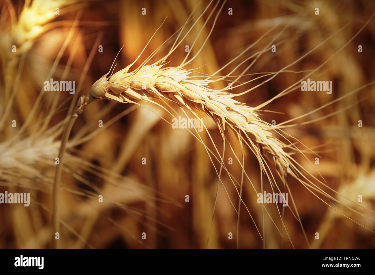 Golden bread hi-res stock photography and images - Alamy