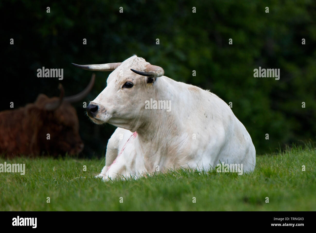 A White Park cow, a rare breed of cattle, near Mevagissey, Cornwall ...
