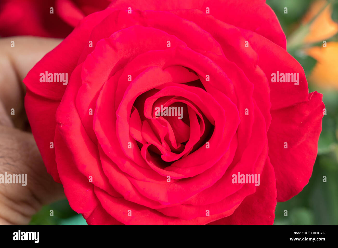 Closeup hold hi-res stock photography and images - Alamy