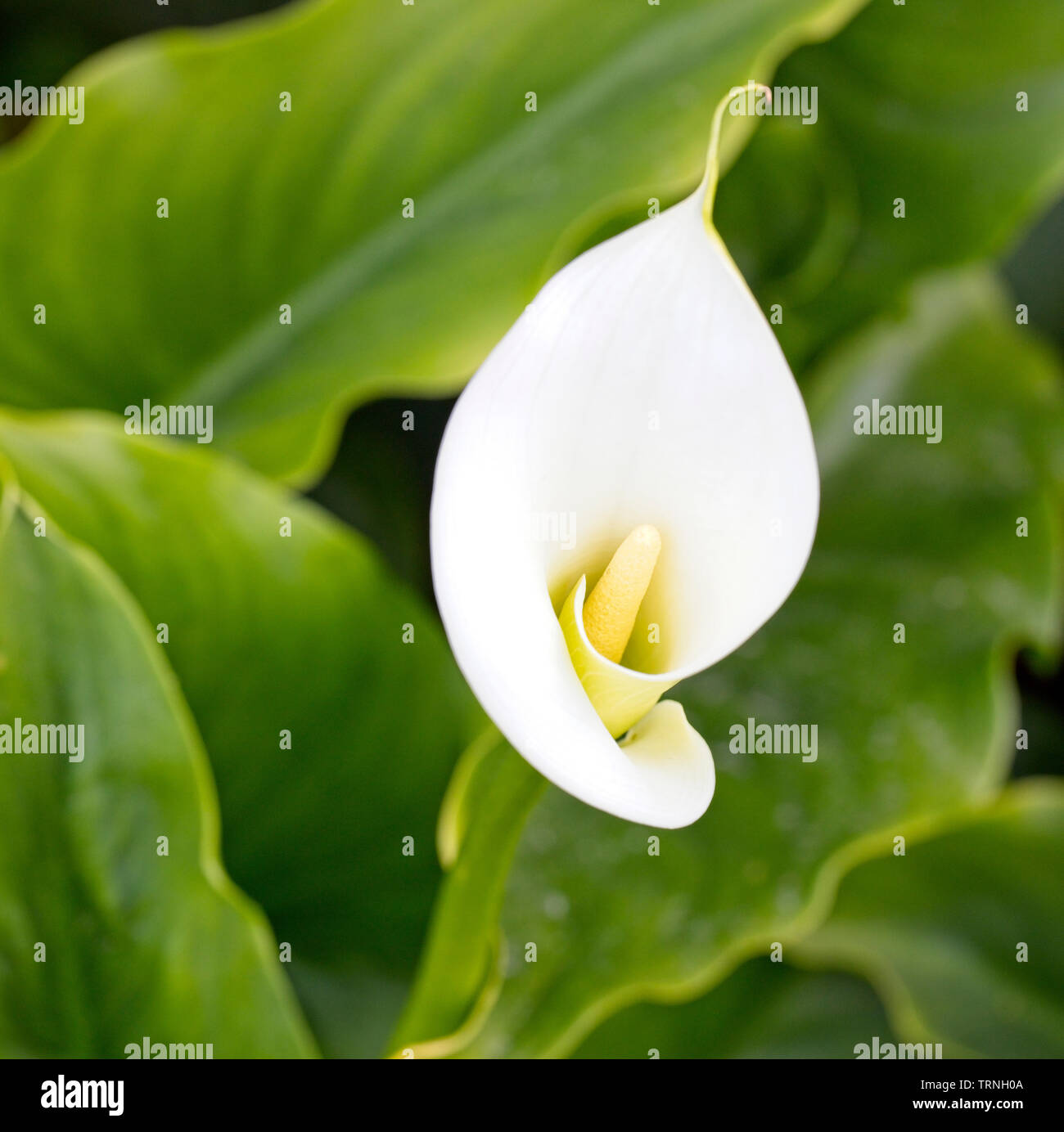 Calla Lily of the genus Zantedeschia, near Mevagissey, Cornwall ...