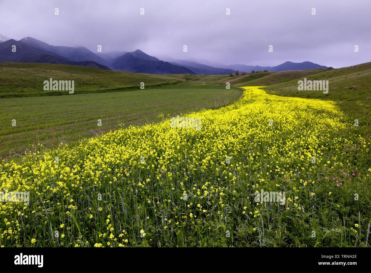Field full of the charlock mustard Stock Photo - Alamy