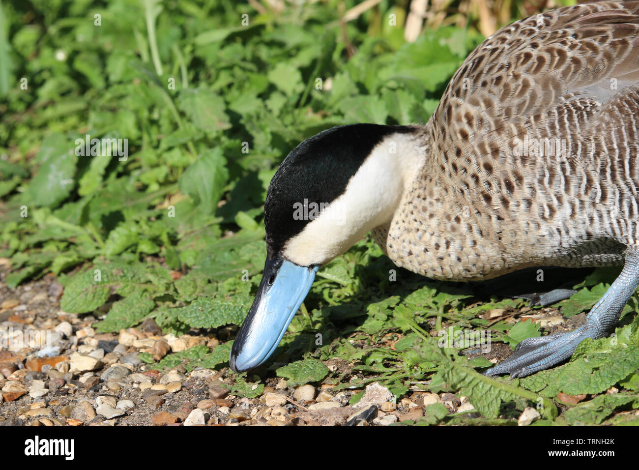Puna teal duck, Spatula puna, showing the distinctive blue beak and ...
