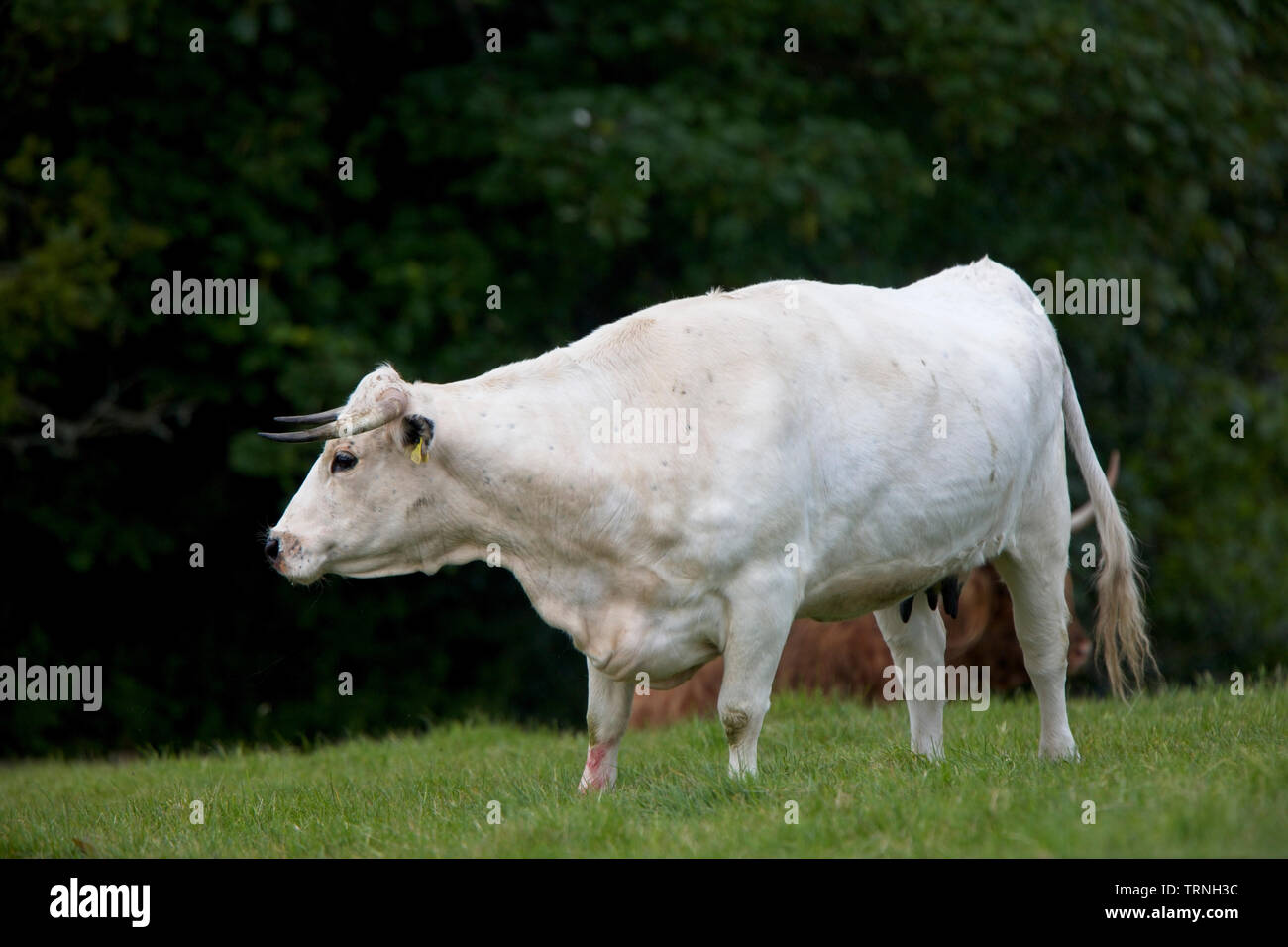 A White Park cow, a rare breed of cattle, near Mevagissey, Cornwall ...