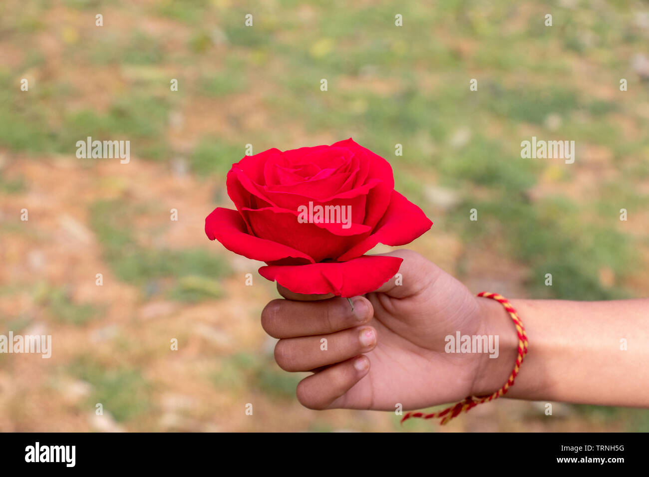 Beautiful red rose hold in hand on green blury background Stock Photo ...