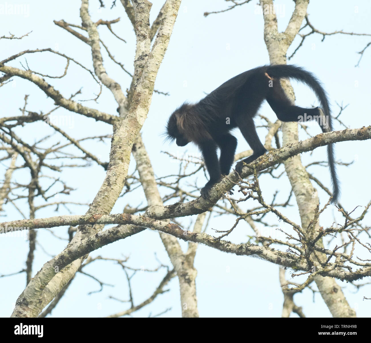 White cheeked mangabey hi-res stock photography and images - Alamy