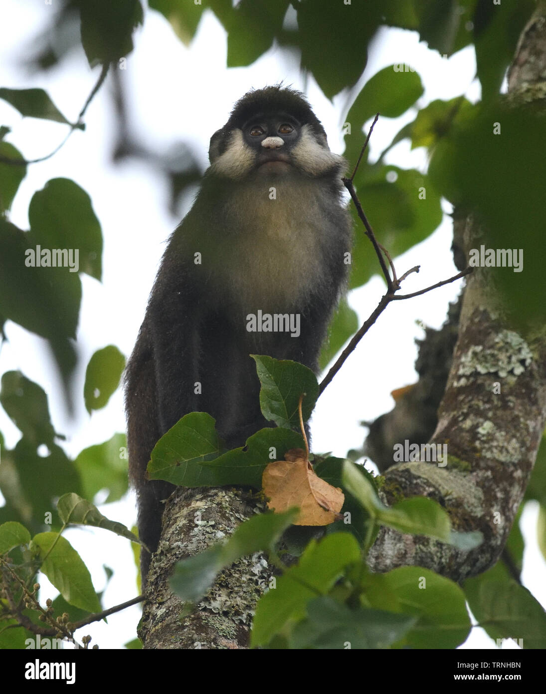 Red-tailed monkey (Cercopithecus Ascanius), Bigodi Wetland Sanctuary ...