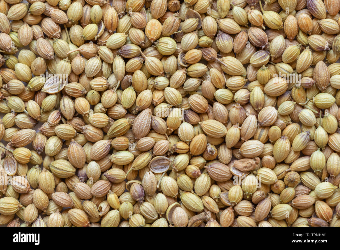 Whole dry dhaniya or coriander spice, closeup Stock Photo - Alamy