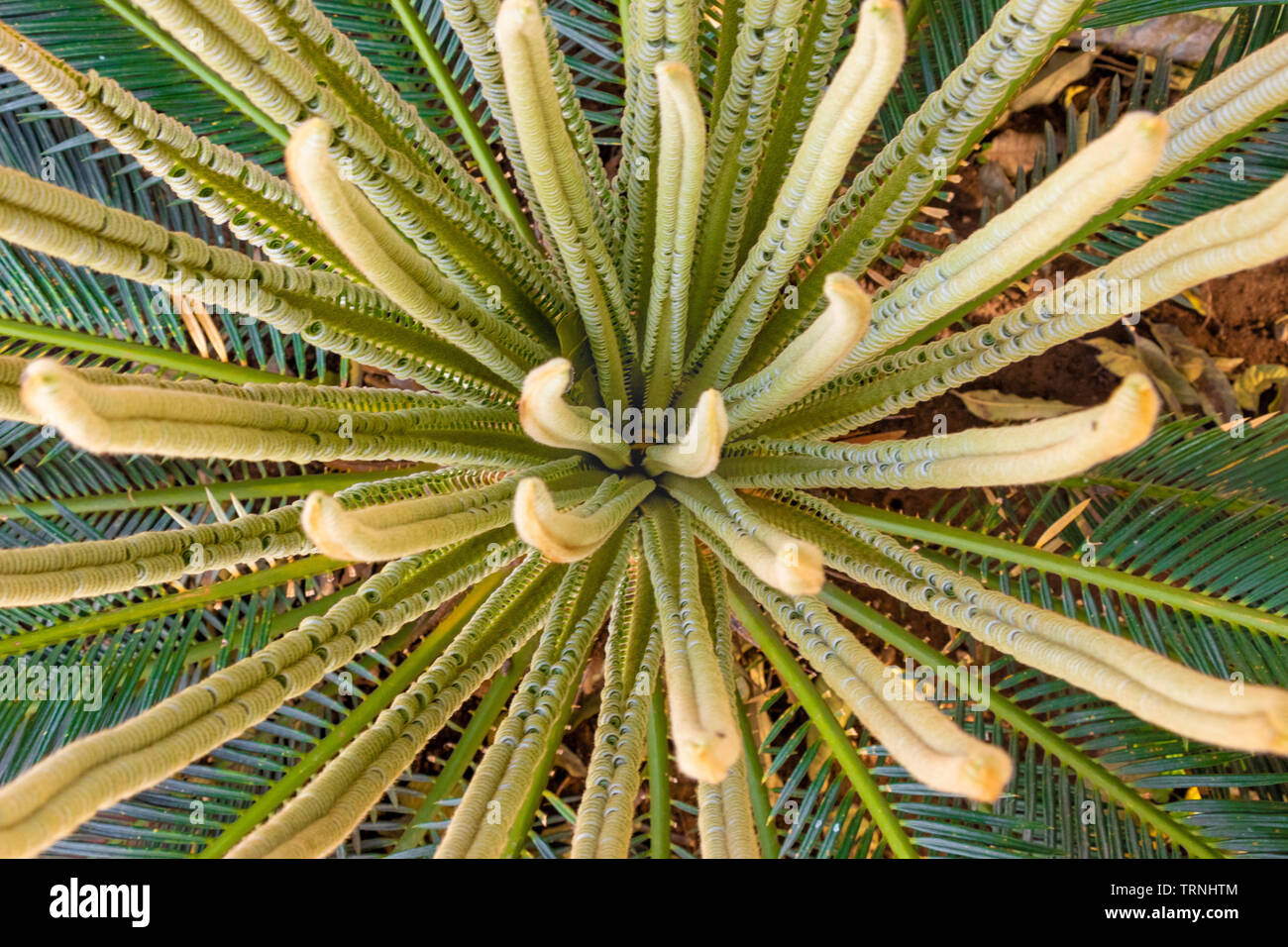 Female sago palm hi-res stock photography and images - Alamy