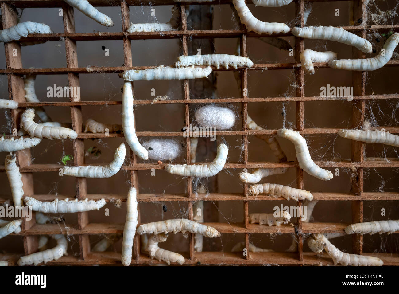 Satin moth cocoon hi-res stock photography and images - Alamy