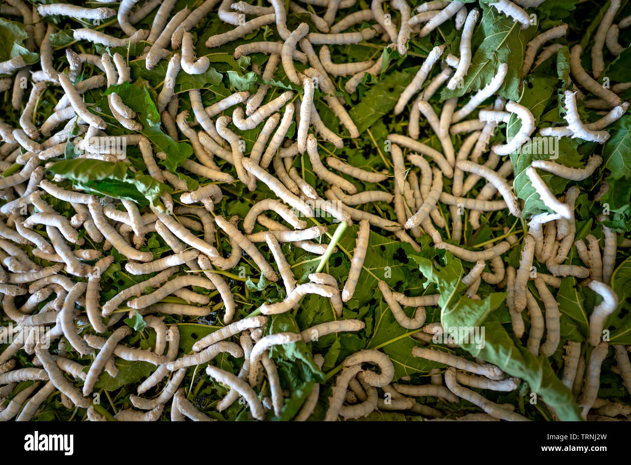 Silkworm breeding hi-res stock photography and images - Alamy