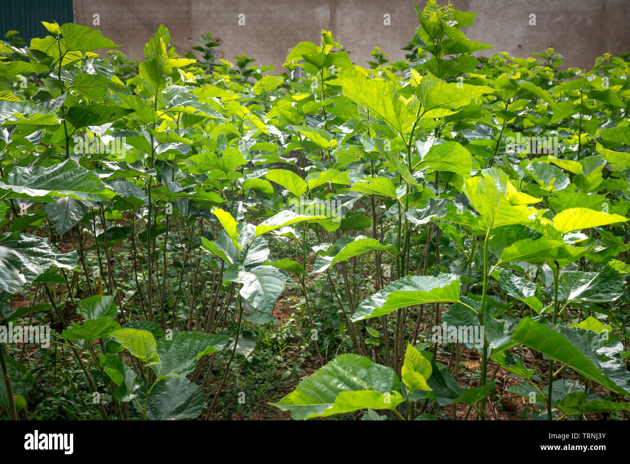 The mulberry tree in the garden. Mulberry leaf is food for silkworm, to ...