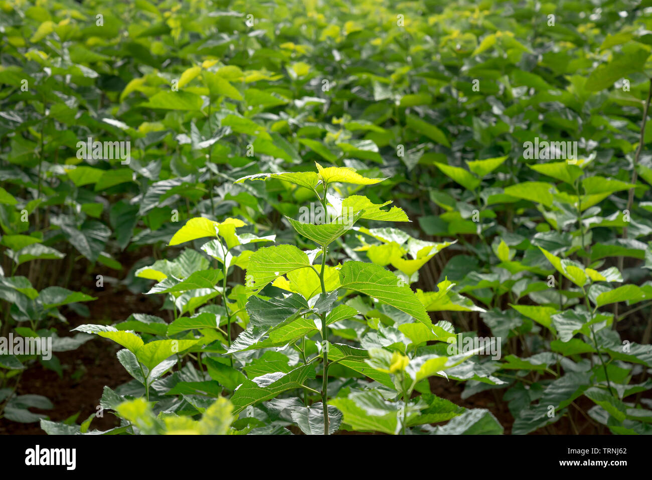 The mulberry tree in the garden. Mulberry leaf is food for silkworm, to ...