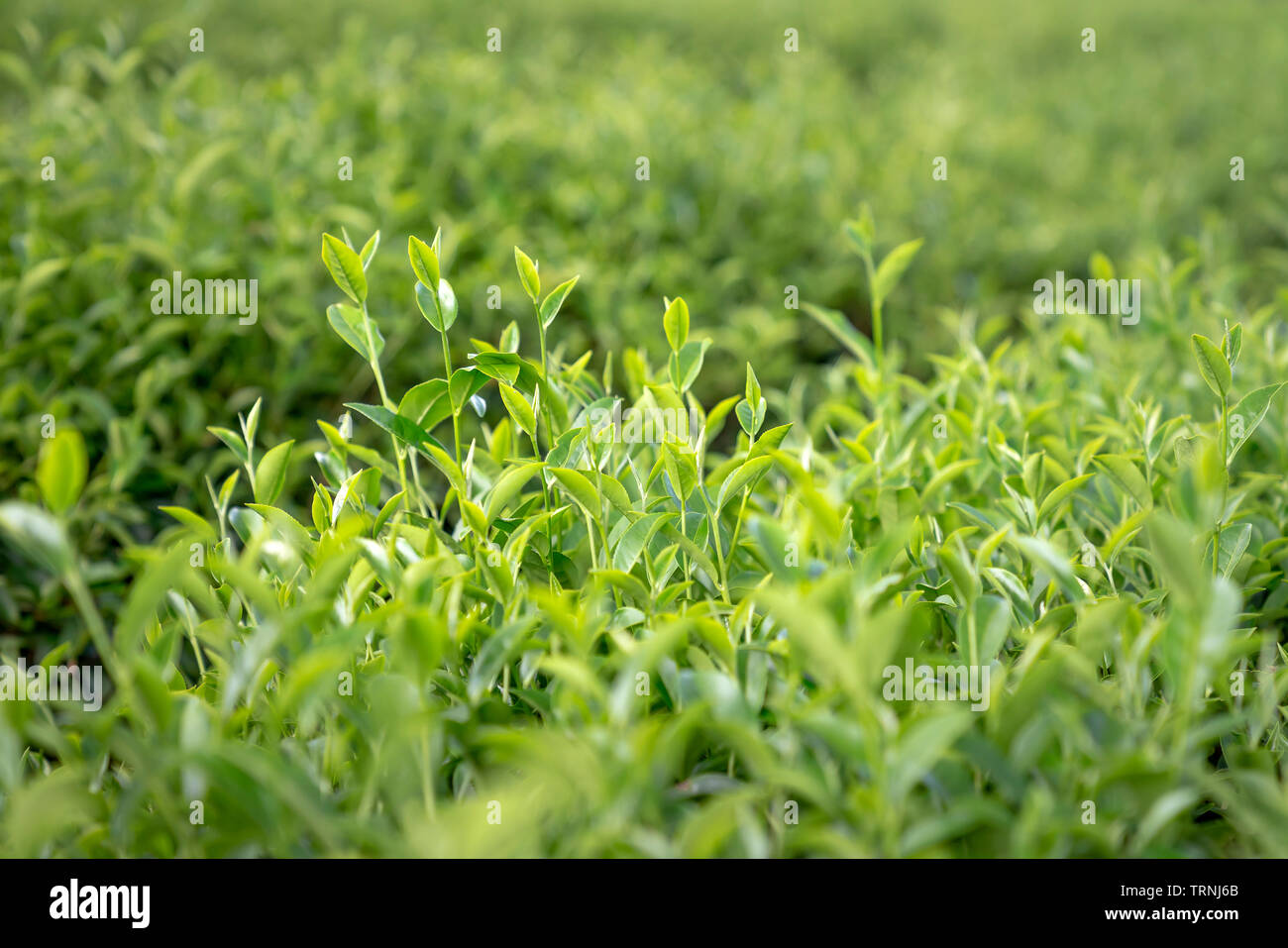 Green tea tree leaves planted in the alpine environment at Bao Loc ...