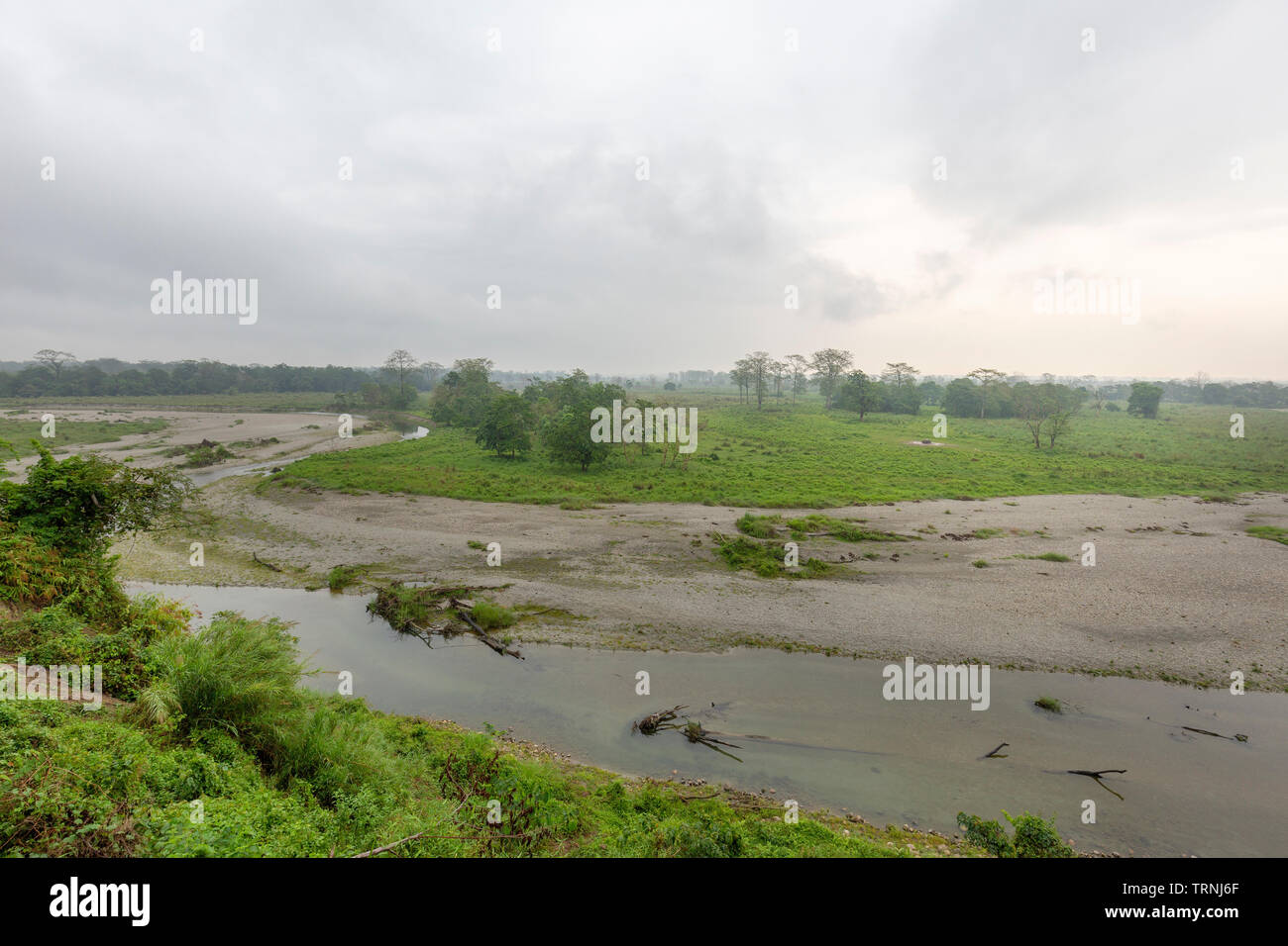 Gorumara national park landscape in Dooars North Bengal India Stock ...