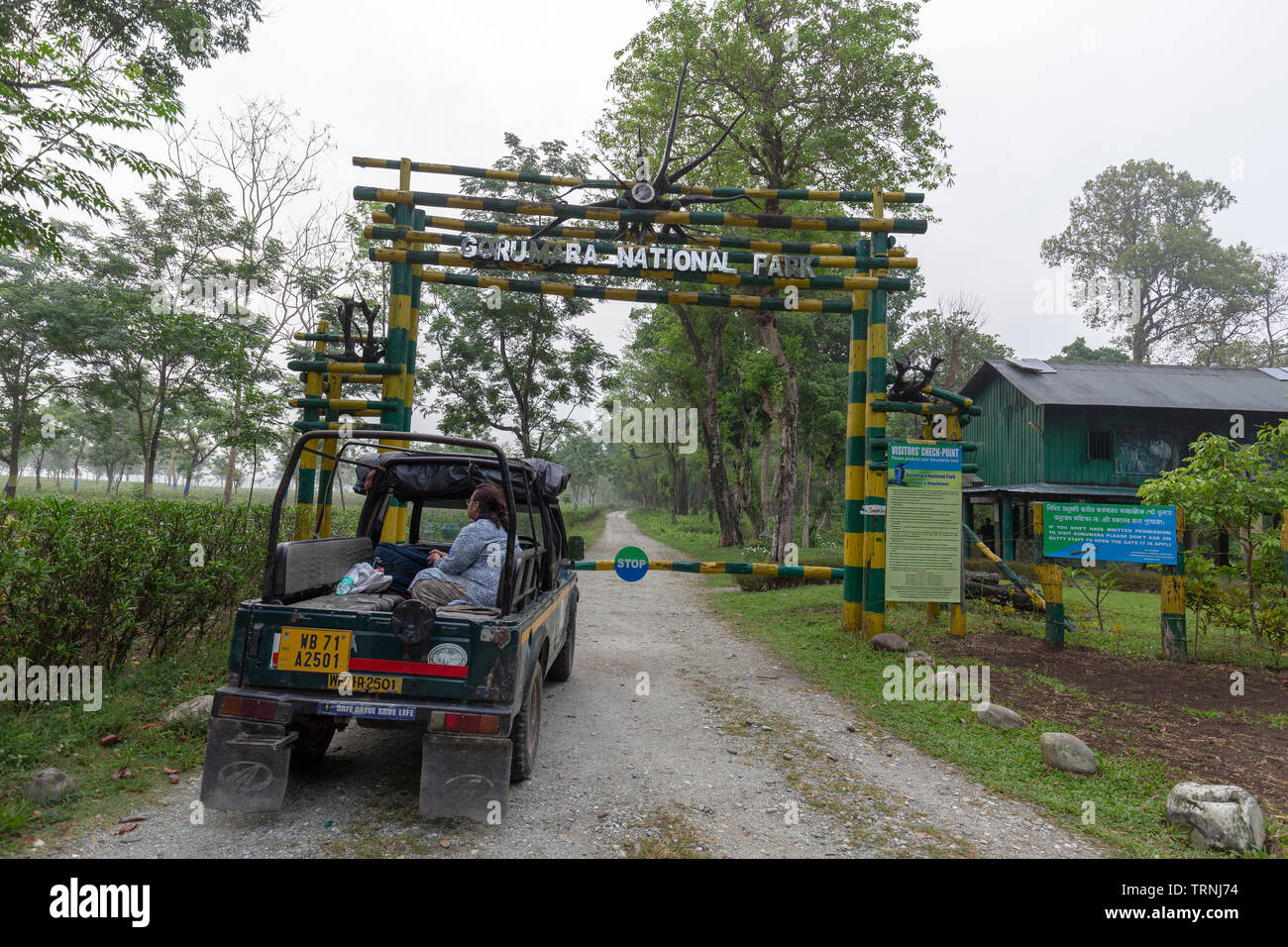 Gorumara national park landscape in Dooars North Bengal India Stock ...