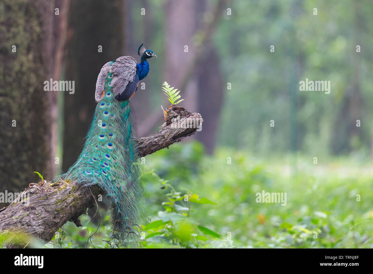 Indian Peafowl or Pavo cristatus or Indian Peacock at Gorumara national ...
