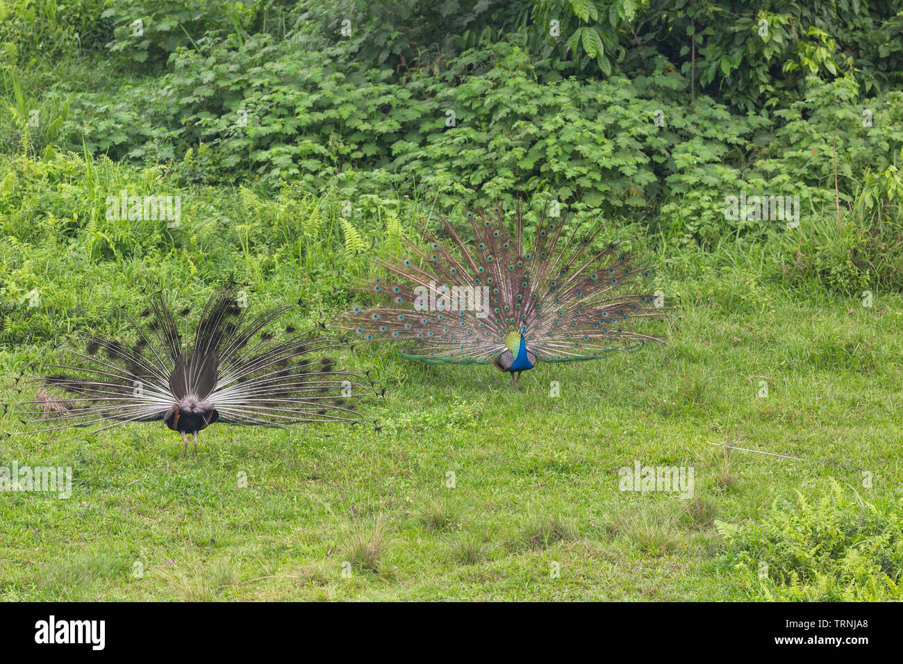 Indian Peafowl or Pavo cristatus or Indian Peacock at Gorumara national ...